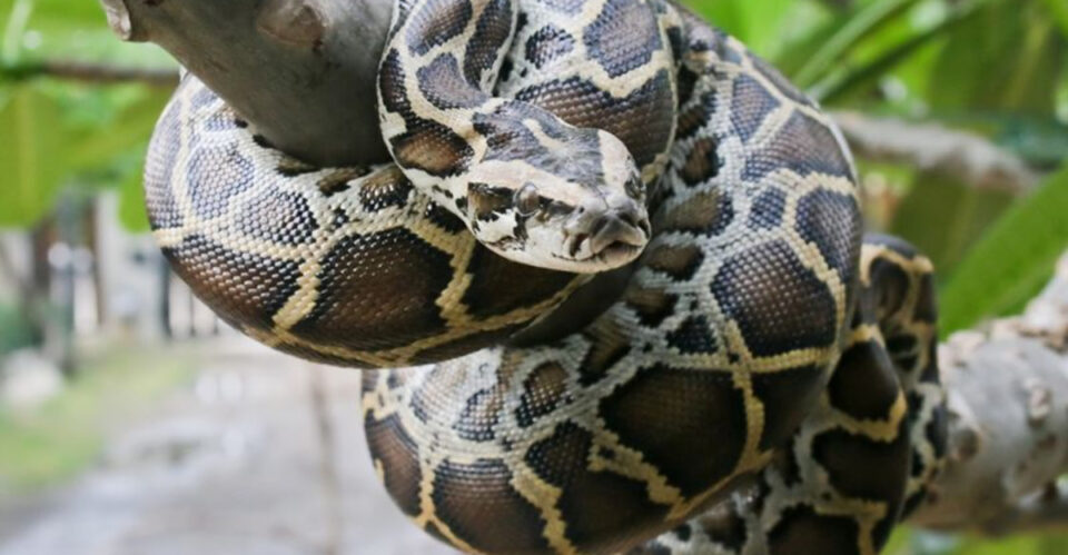 Snake Trackers Remove Over 20 Tons Of Pythons From The Everglades