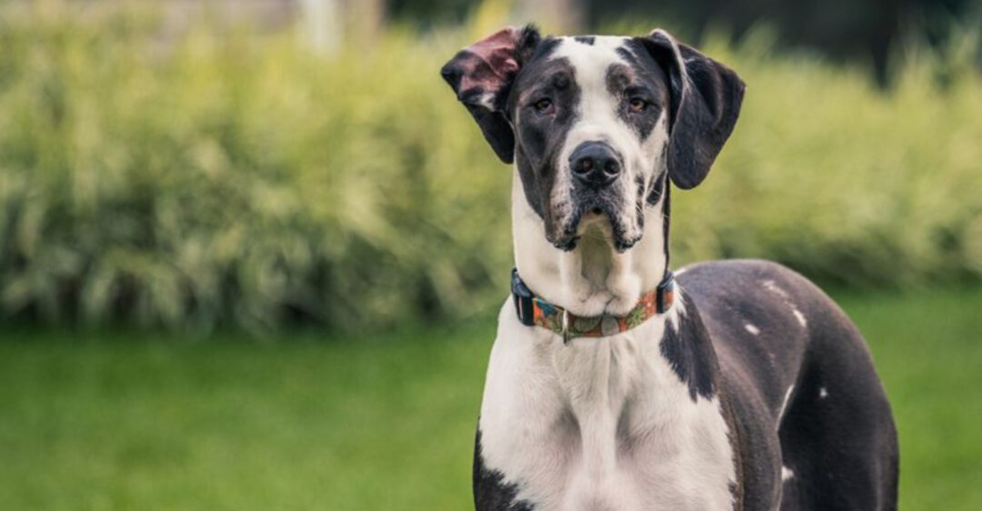Start With These 15 Breeds If You Want To Find A Truly Loyal Dog