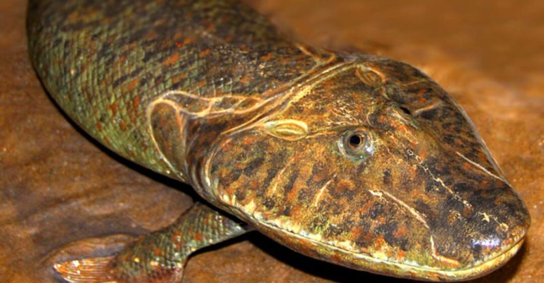 Strange Prehistoric Discoveries: Ancient Fish Had Front And Back Legs