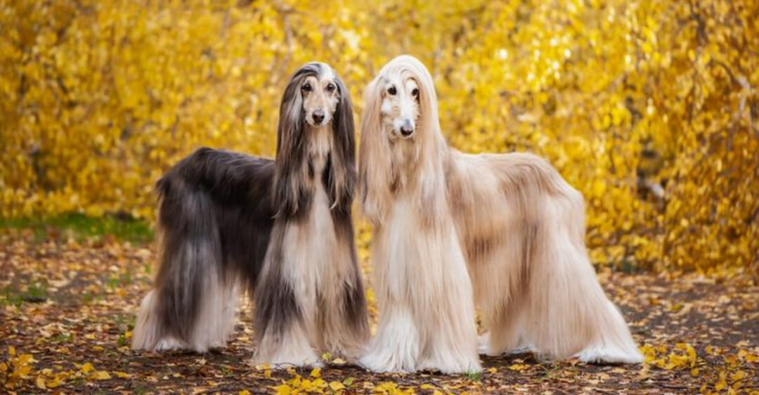 Swift And Stunning: The Top Elegant 14 Sighthound Breeds