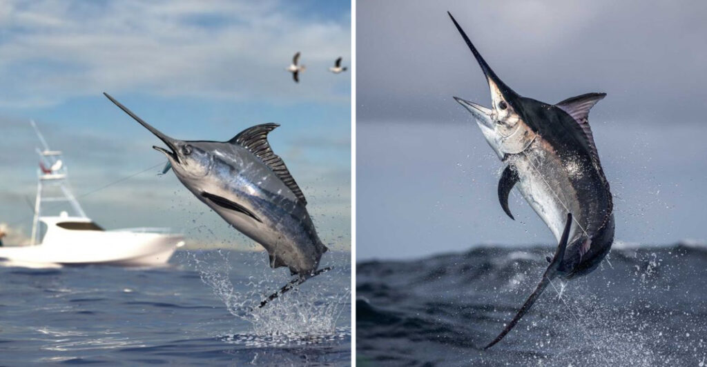 Swordfish Vs. Marlin: Why These Two Fish Aren't The Same