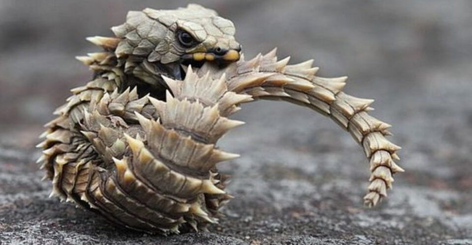 Take A Look At These 15 Incredible Animals With Scales