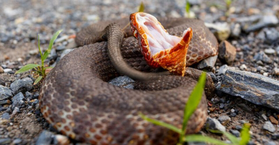 The 14 Deadliest Snakes Of Texas