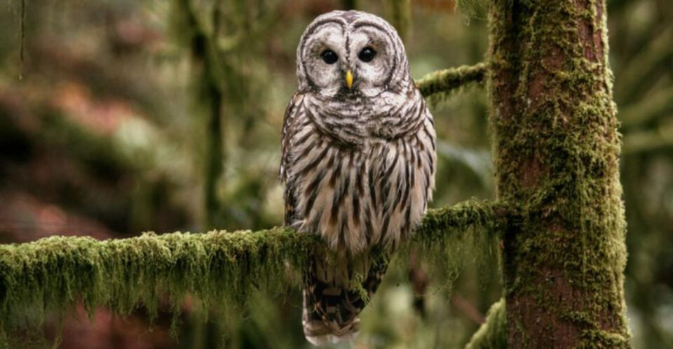 The 15 Most Iconic Owls Found In North America