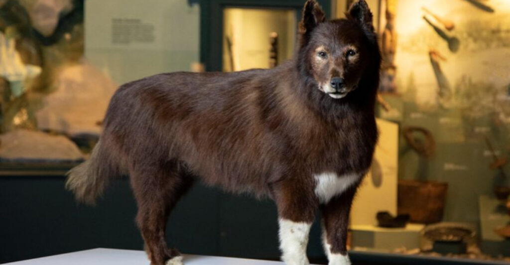 The 15 Most Popular Animals That Ever Lived (Ranked)