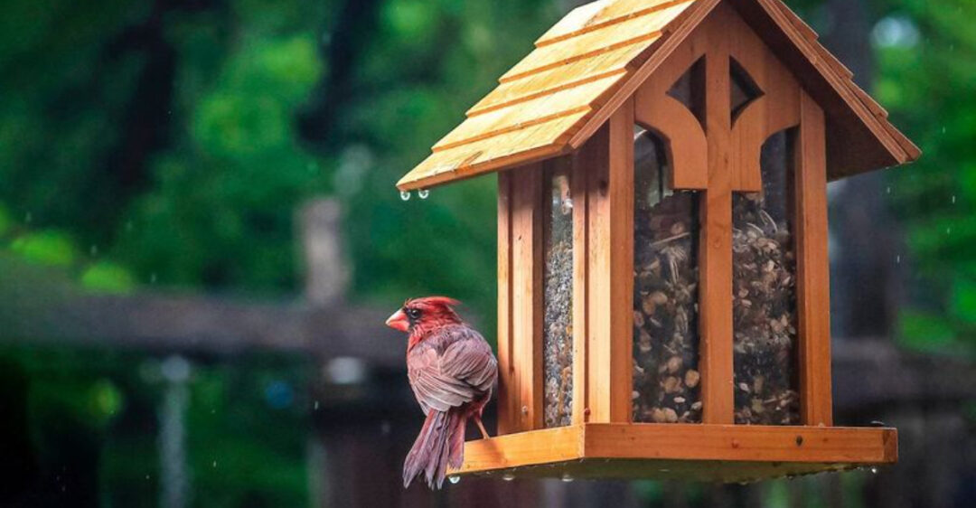 The Best Bird Feeders For Different Types Of Birds