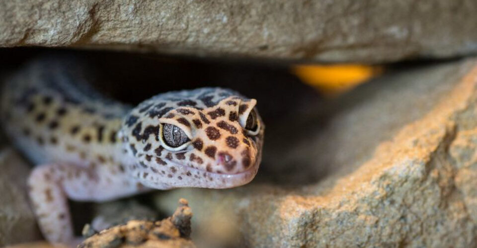 The Best Leopard Gecko Tank Setup Ideas