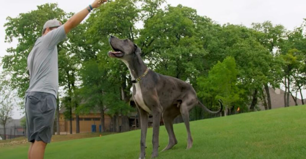 The Biggest Dog Breed In The World Isn't A Great Dane, Find Out Which ...