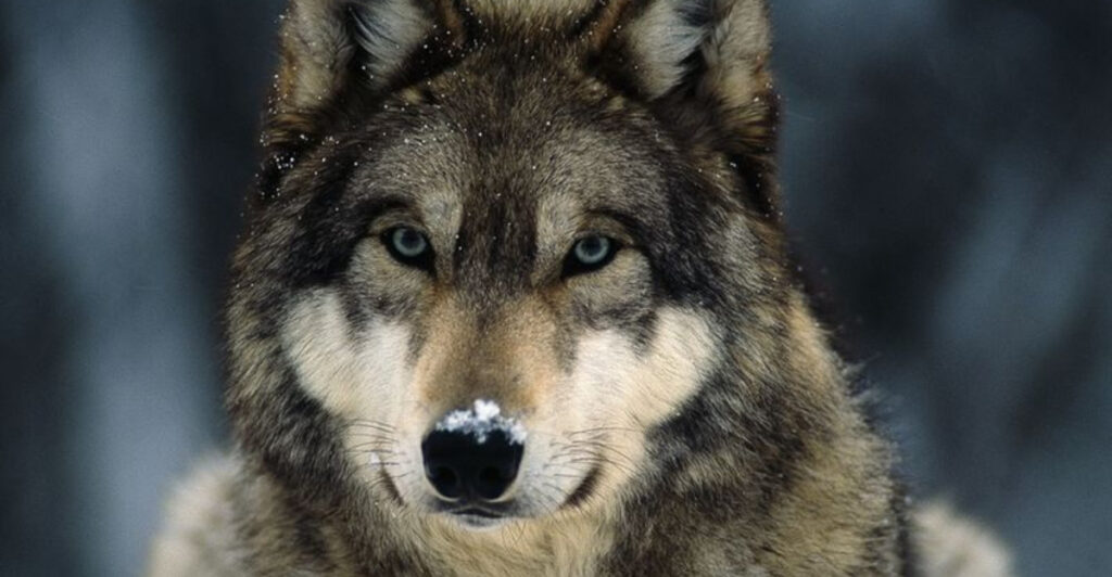 The Biggest Wolves Ever Seen In The U.S. (And Incredible Facts About ...