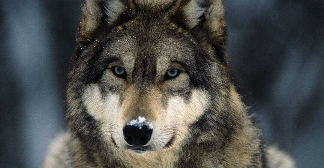 The Biggest Wolves Ever Seen In The U.S. (And Incredible Facts About ...