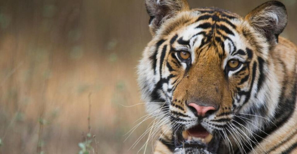 Tracing The Evolutionary Journey Of Tigers