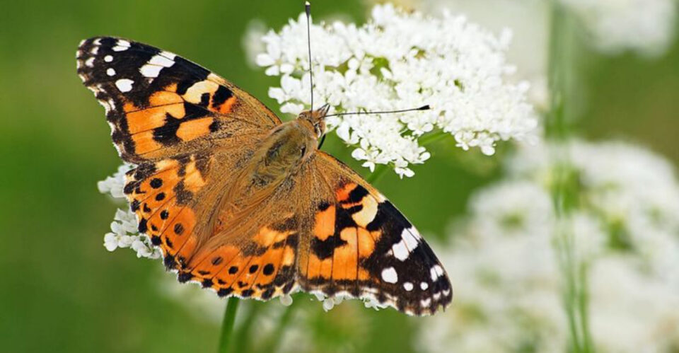 The Fascinating Life Cycle And Migration Of The Painted Lady Butterfly