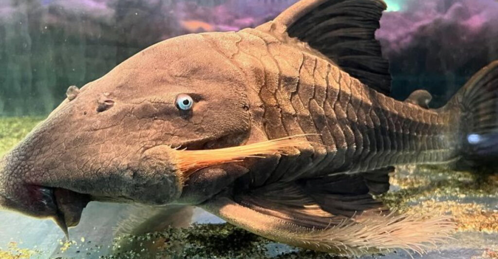 The Fish That Eats Wood And What Makes It Possible