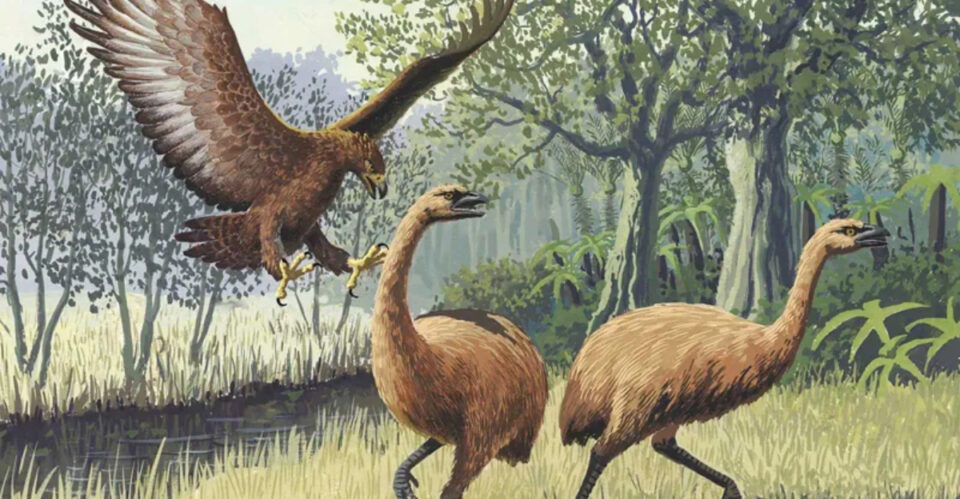 The Haast's Eagle Was A Colossal Bird Of Prey That Took Down Animals ...