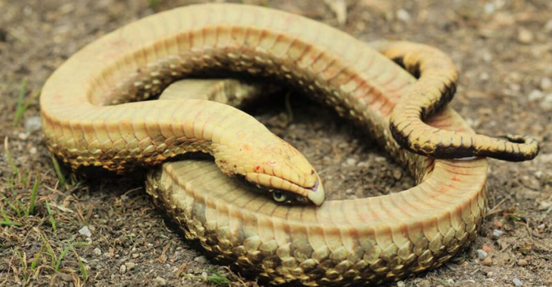 The Hognose Snake's Dramatic 'Playing Possum' Defense When Threatened