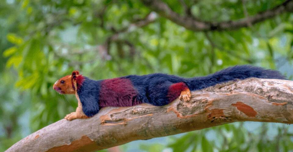 The Indian Giant Squirrel: World's Largest Squirrel With A Multicolored ...