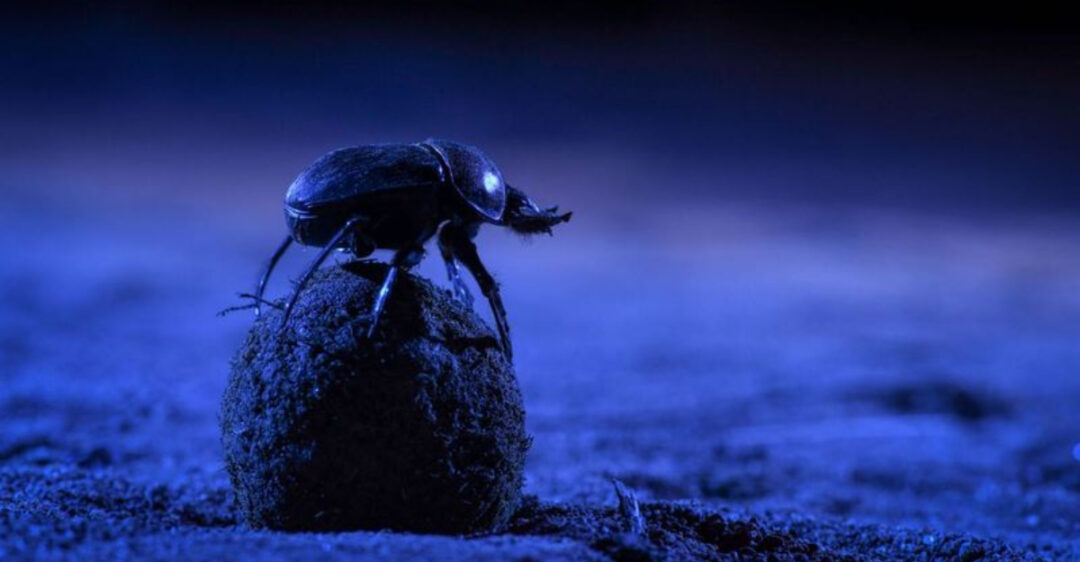 The Moon Mysteriously Affects These 14 Wild Animals, Here's How