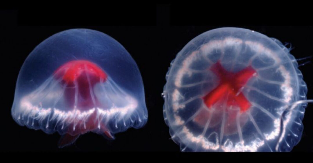 The New Jellyfish Discovered Off The Coast Of Japan