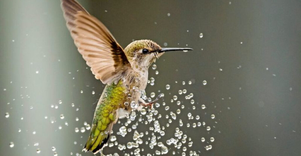 The Perfect Birdbaths To Attract Hummingbirds To Your Yard