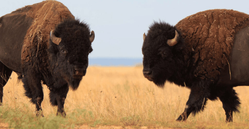 The Sacred Buffalo In Plains Indian Traditions