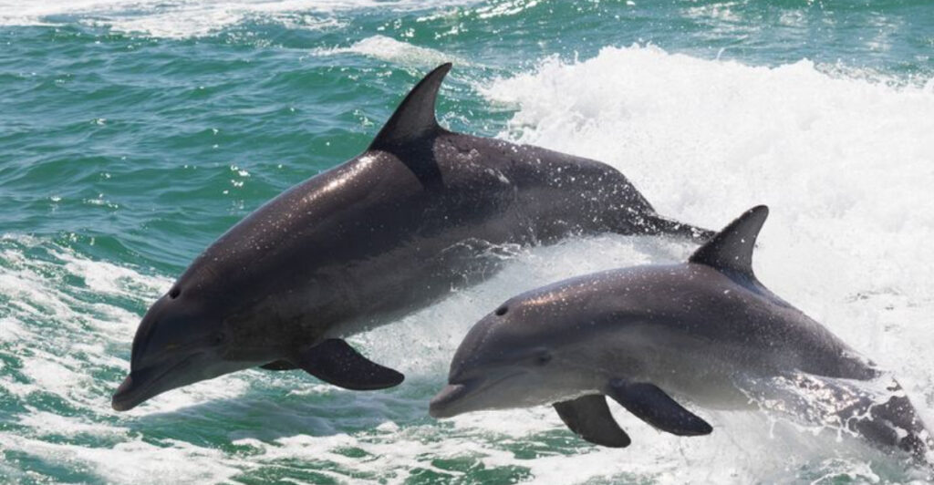 The Science Behind How Dolphins Communicate