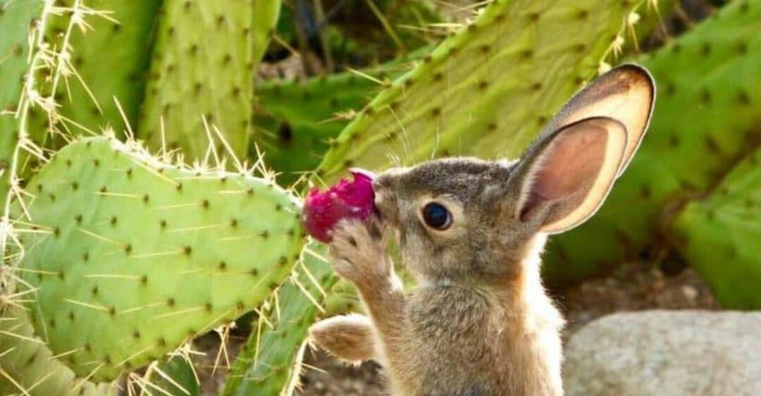 The Surprising Foods Jackrabbits Rely On To Survive The Wild