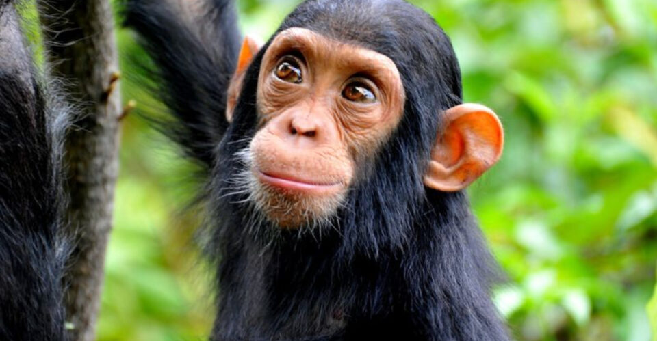 The Top 13 Exotic Pets That Are Illegal In The United States