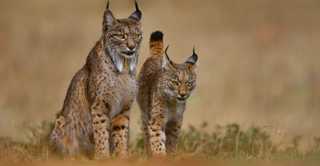 The Unique World Of Lynx Cats: Evolution, Features, And Conservation