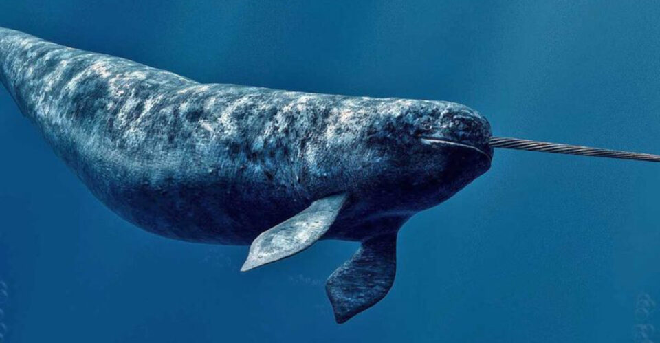 The Whale With A Spiral Tooth