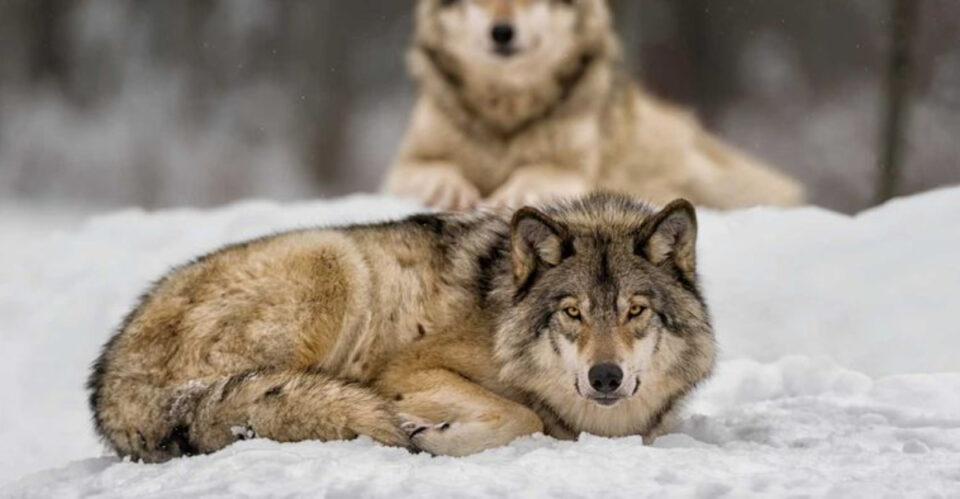 The World's Largest Wolf Species Is Found Only In The U.S. And Canada
