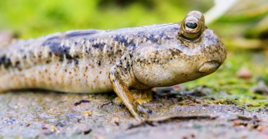 These 14 Animals Are Evolving In Real Time, And It's Astonishing