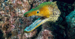 These Are The Most Aggressive Fish In The Ocean Right Now