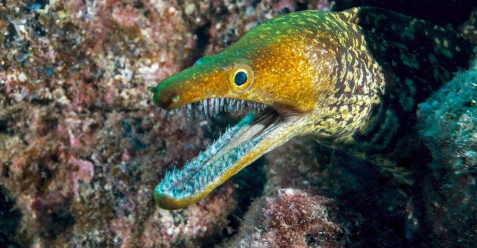 These Are The Most Aggressive Fish In The Ocean Right Now