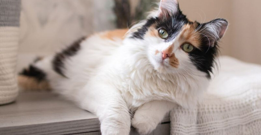 These Are The Most Popular Calico Cat Breeds You Can Own