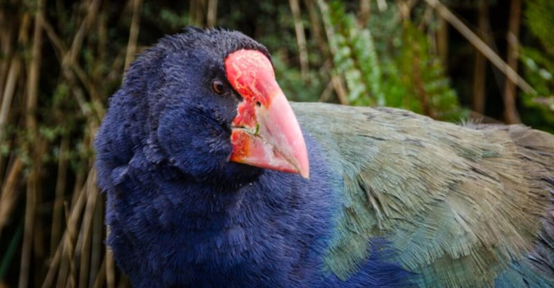 These Rare Birds Were Declared Extinct, Until They Suddenly Came Back