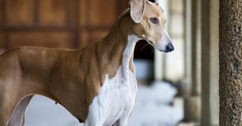 These Top Dog Breeds Fetch The Highest Prices Worldwide