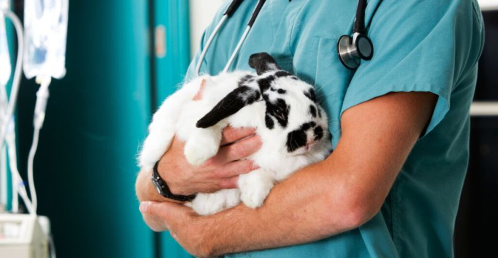 Things To Know Before Getting A Pet Rabbit