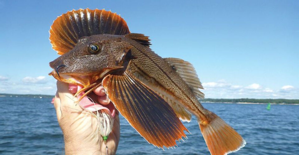 This Fish Has 6 Legs That Act Like Tongues To Help It Find Food