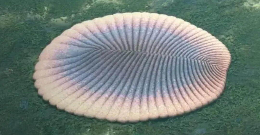 This Mysterious Fleshy Blob Could Be One Of Earth's First Animals