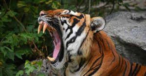Tiger Teeth: Discover The Power Behind These Incredible Fangs