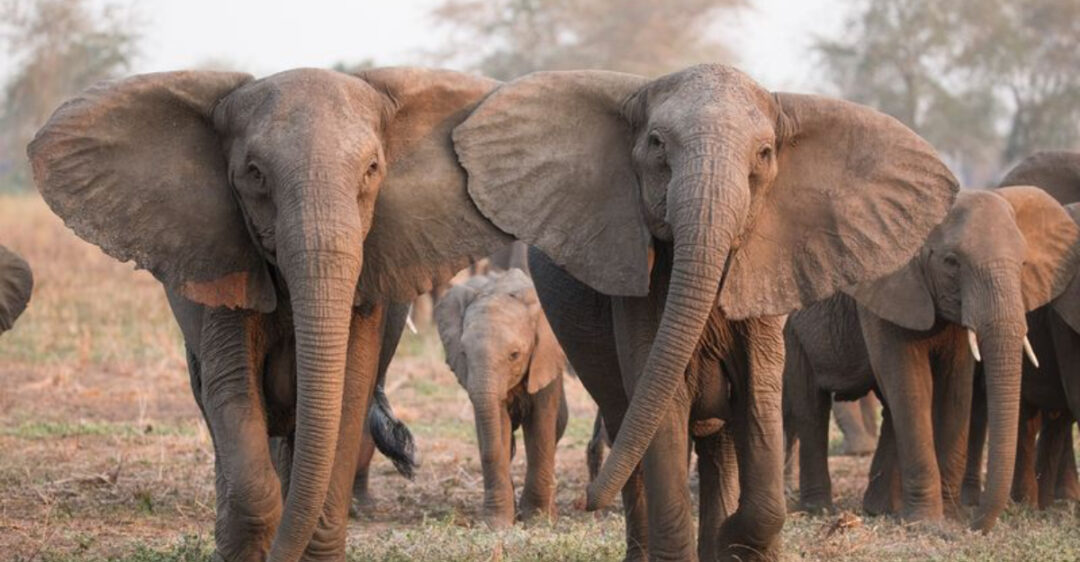 15 Animal Species That Have Shown Evolutionary Shifts In The Last 10 Years