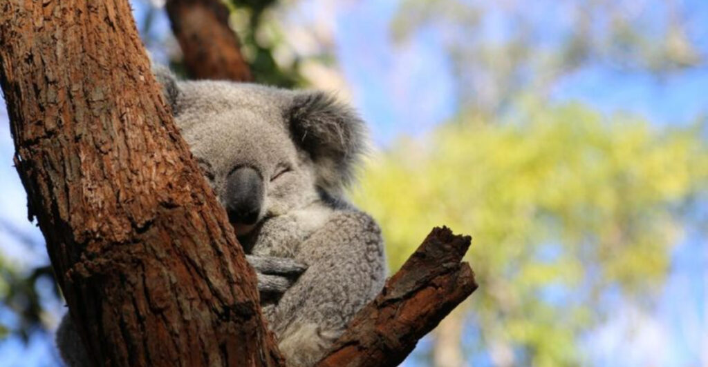 Top Locations To See Koalas Snoozing In Their Natural Environment