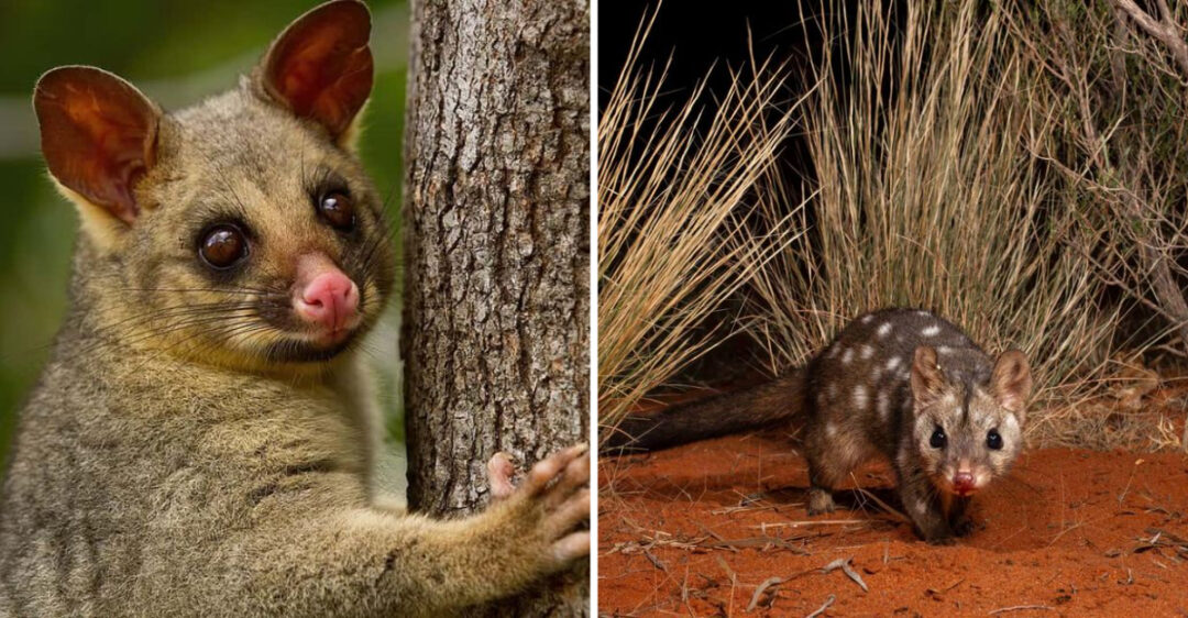 Two Endangered Species Once Believed Extinct Make A Miraculous Comeback ...