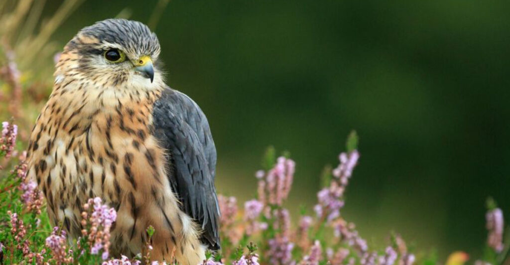 Uncover 10 Different Falcon Species And Their Characteristics