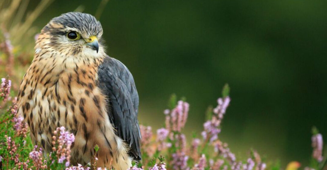 Uncover 10 Different Falcon Species And Their Characteristics