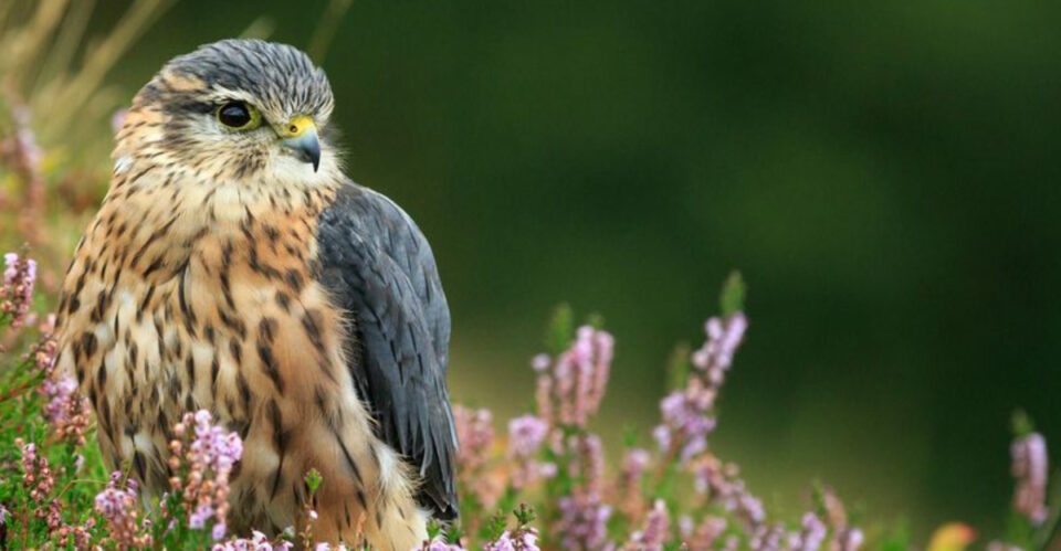 Uncover 10 Different Falcon Species And Their Characteristics