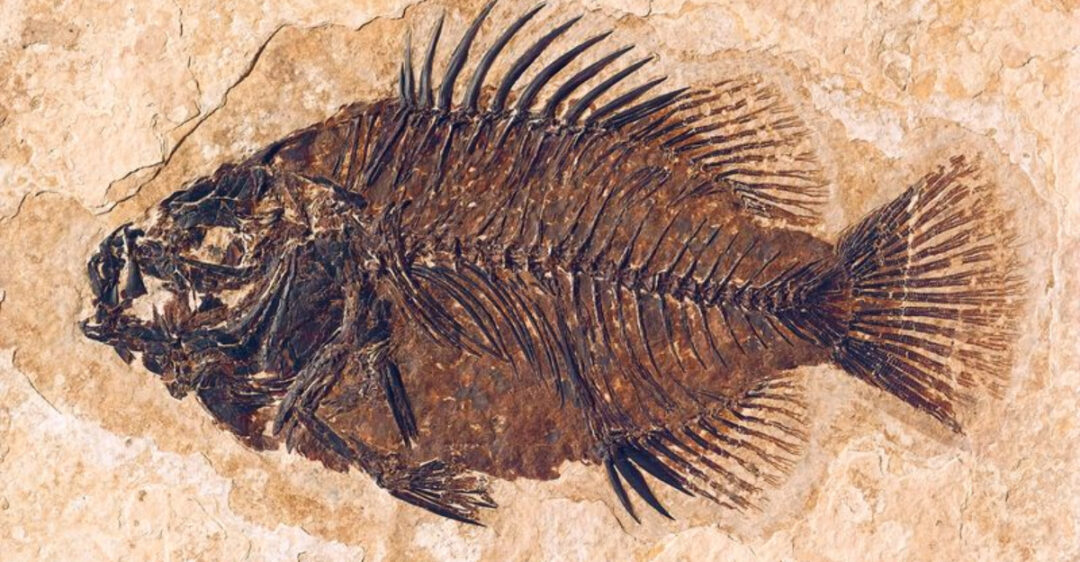 Underwater Neighbors? 12 Facts About The Fish And Crabs Fossilized With ...