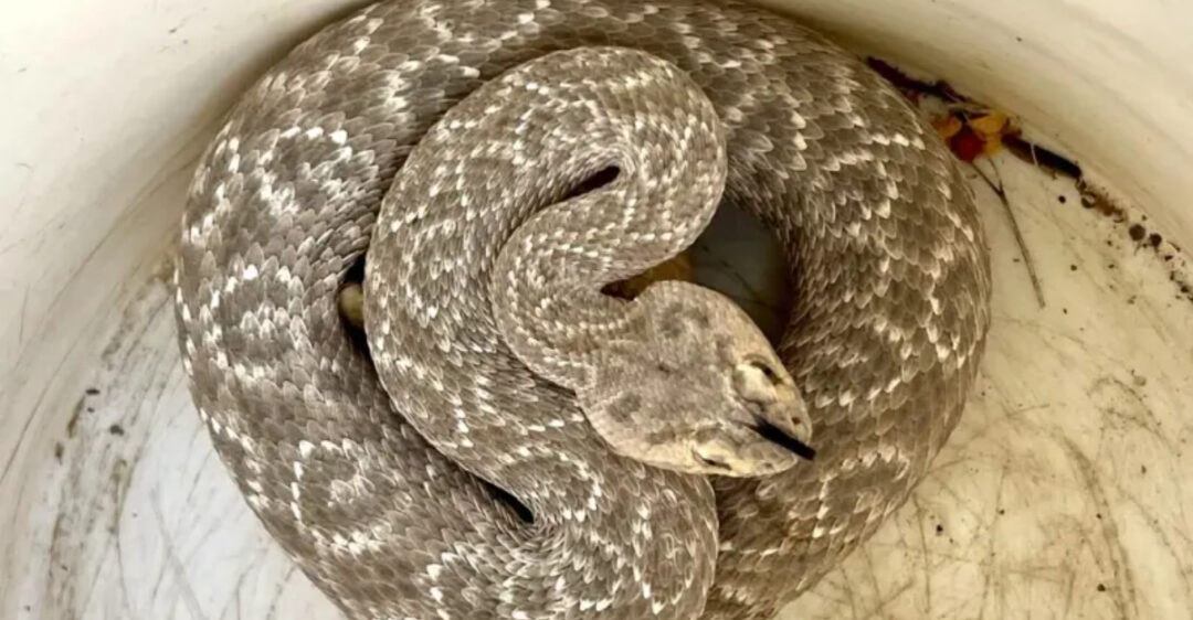Western Diamondback Rattlesnake Spotted With Rare 'Leopard Spot' Pattern
