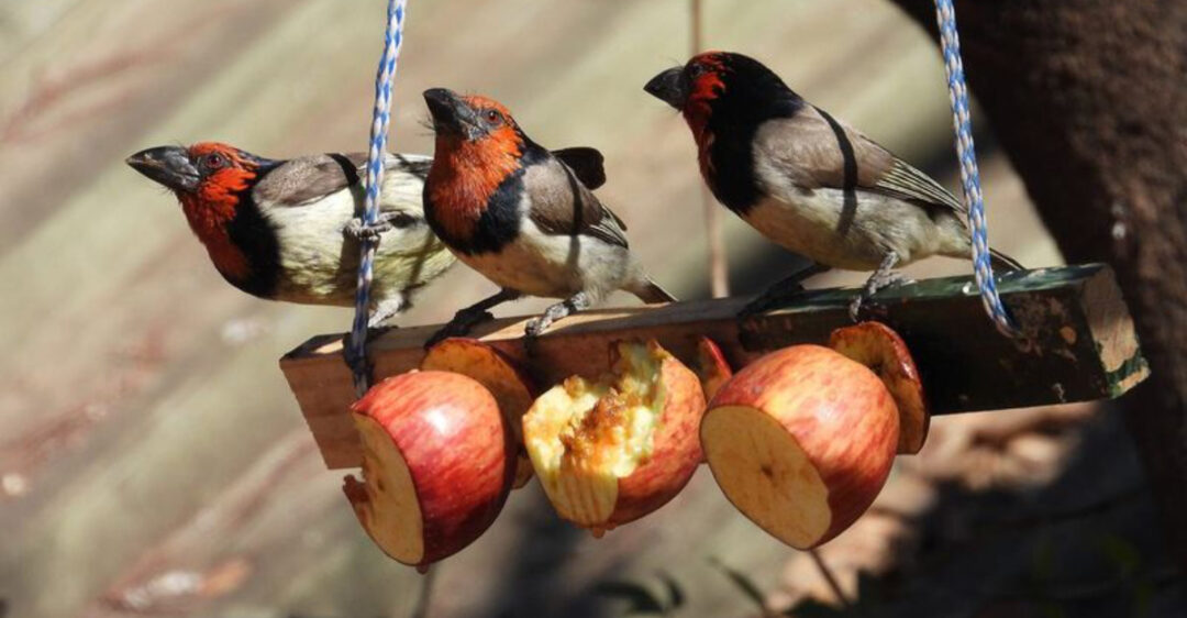 What Can Birds Eat From The Kitchen?