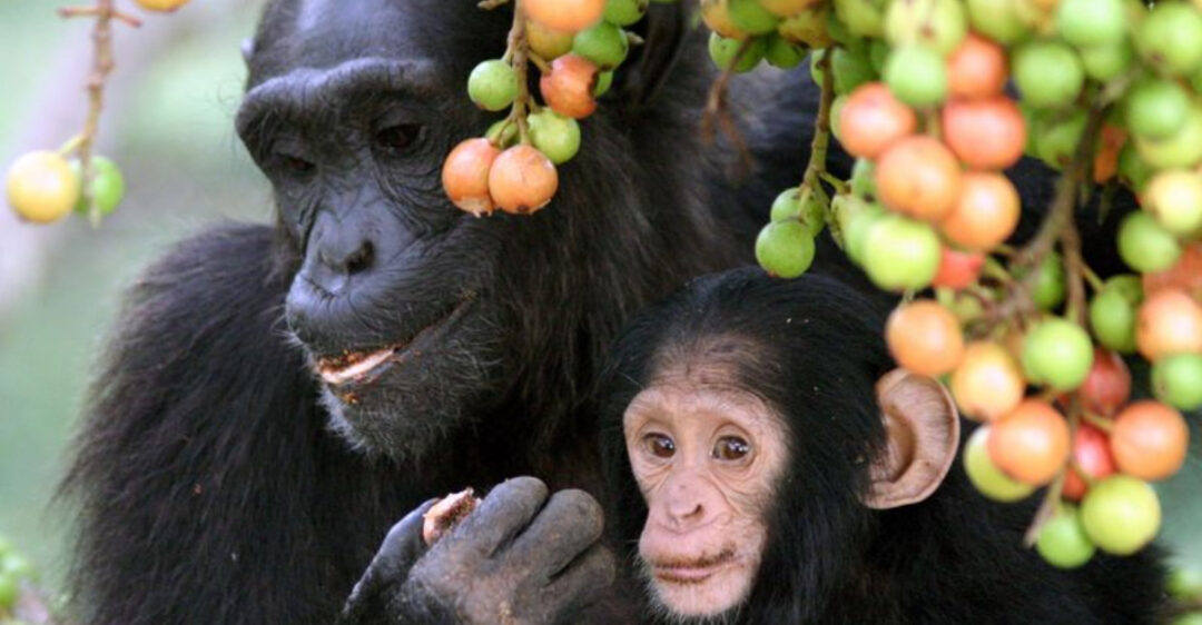 What Do Chimpanzees Eat? Inside The Diet Of Our Closest Relatives